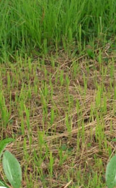 Denny Wiggers Garden Center Supplies | Salt Hay Available for sale ...